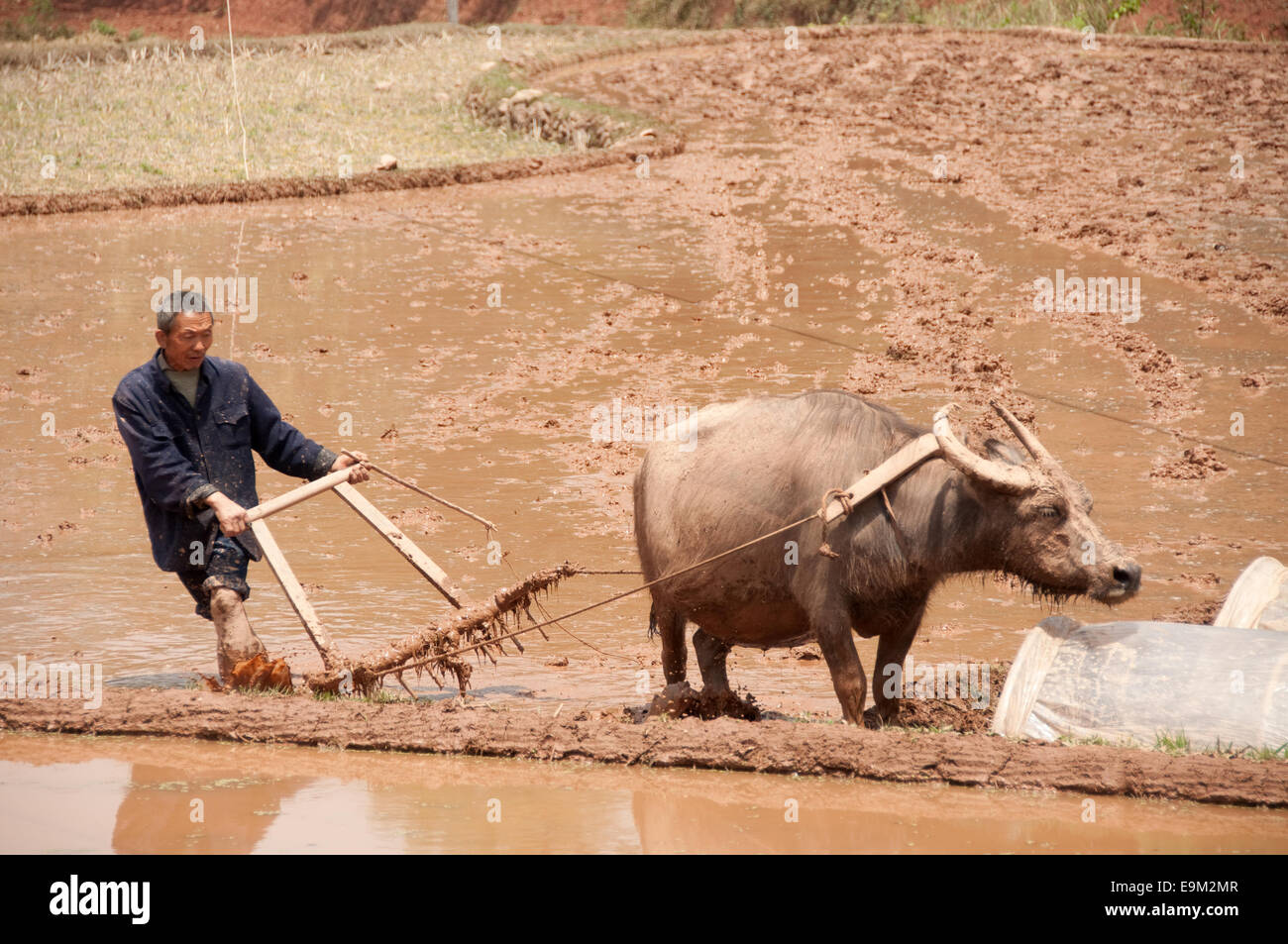 A Chinese farmer ploughing a rice field with a buffalo, Guizhou ...