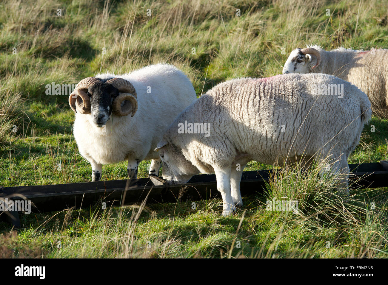 Sheep at water trough, Fenwick Moor, Scotland Stock Photo - Alamy