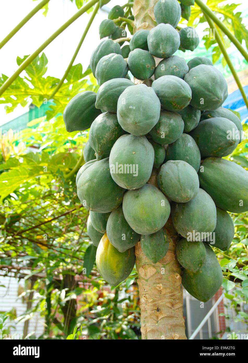 Closeup of papaya tree with lots of fruits Stock Photo - Alamy