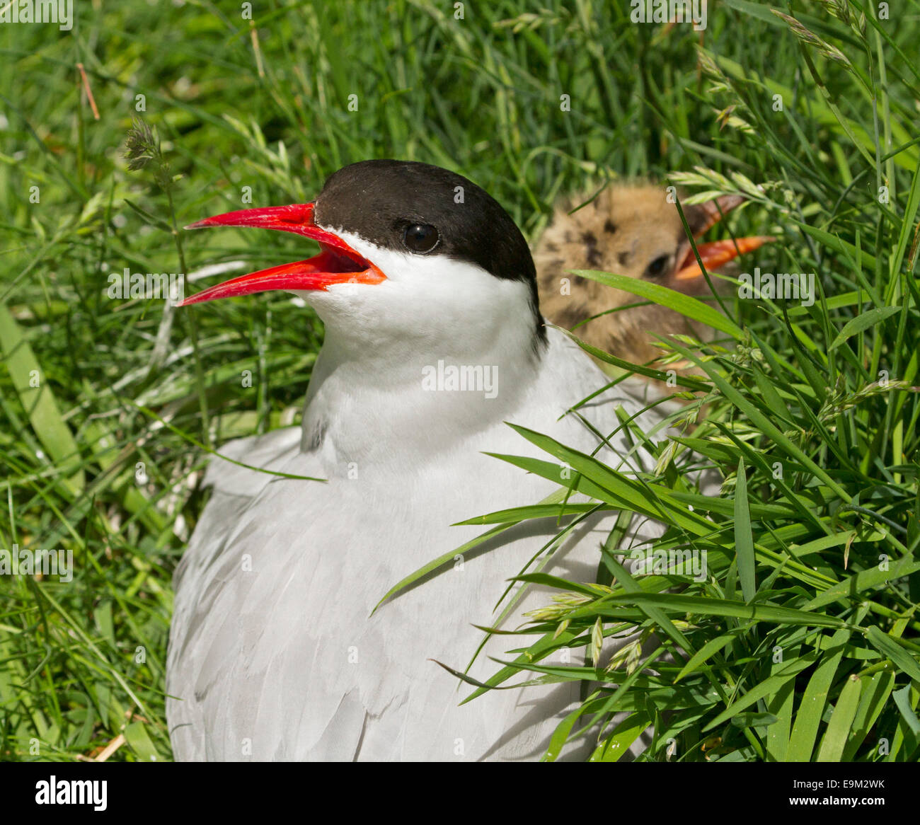 Female arctic tern, Sterna paradisaea, bright red beak open, on nest ...