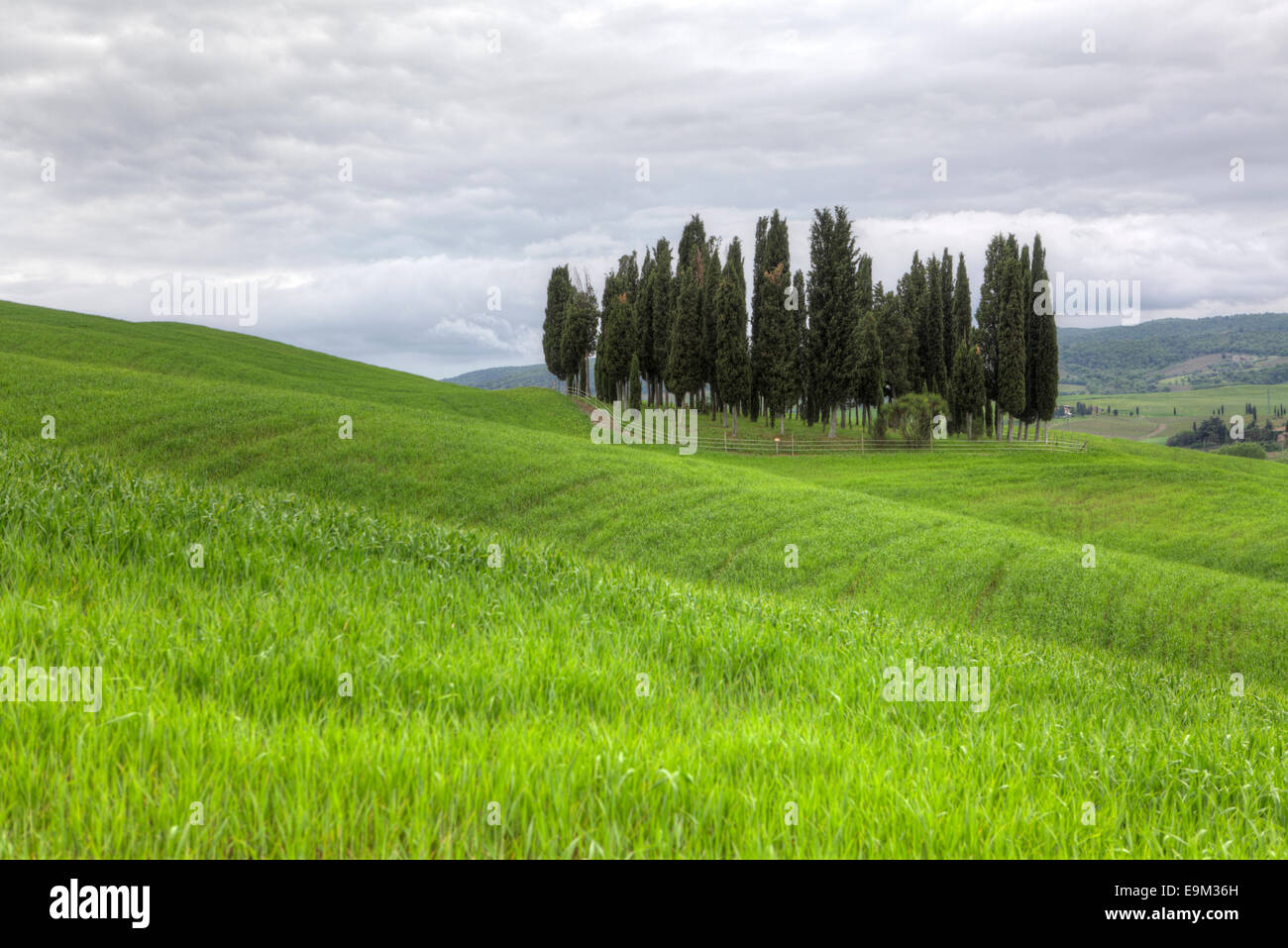 Grove of trees hi-res stock photography and images - Alamy