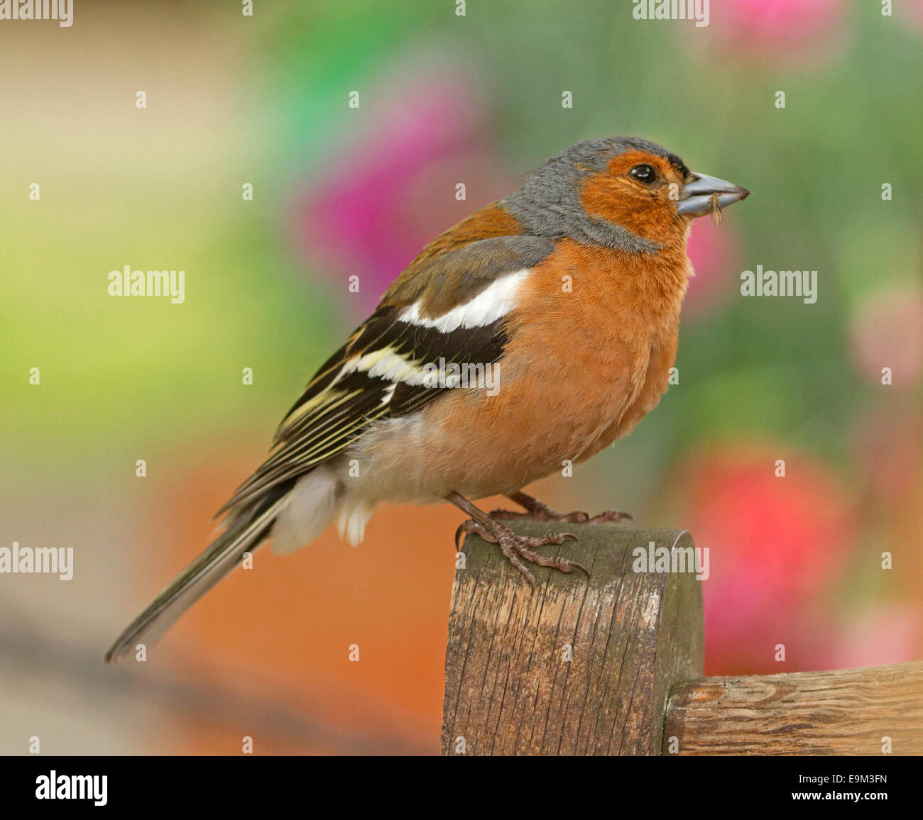 British finches hi-res stock photography and images - Alamy