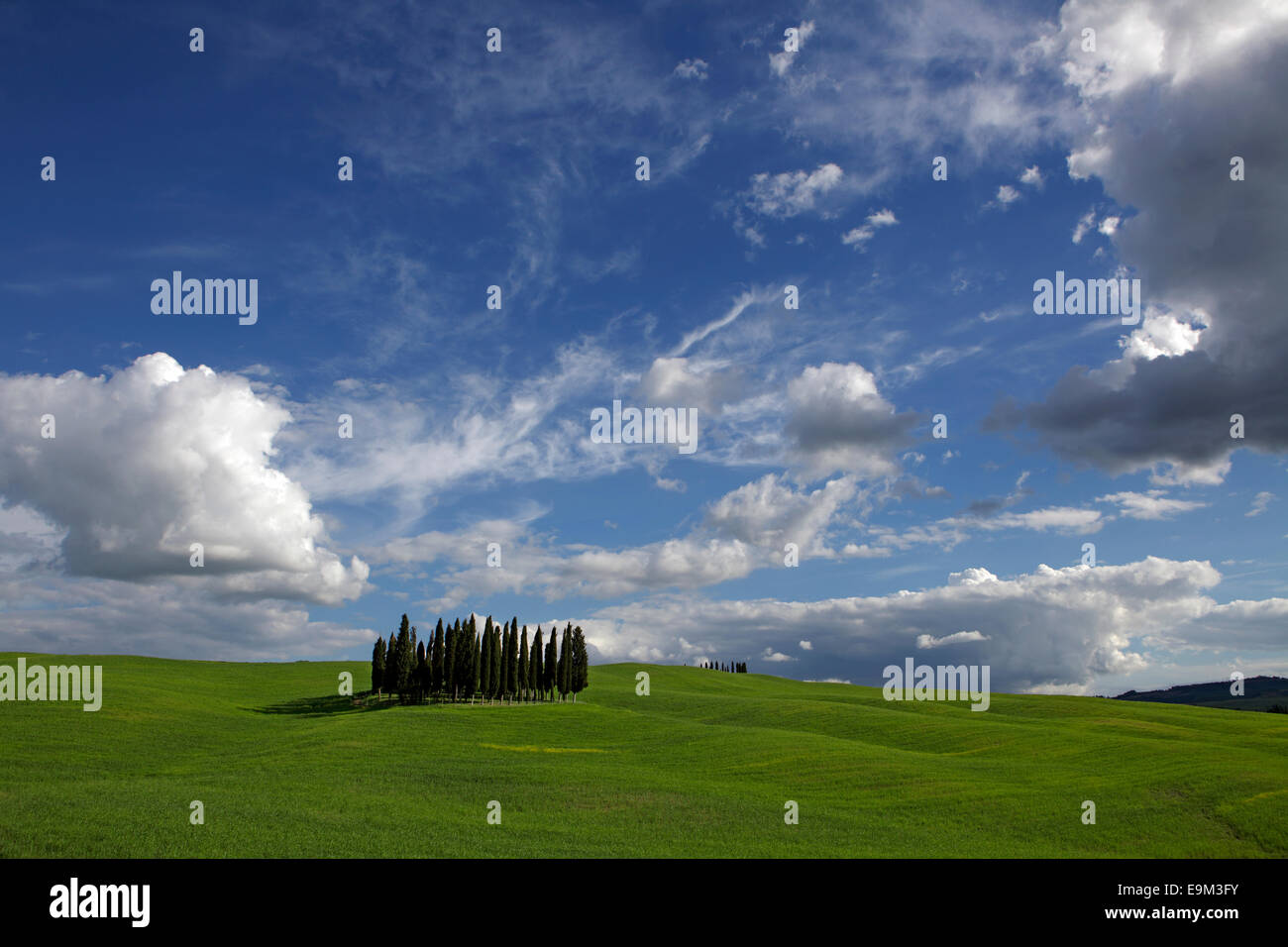 Grove of trees hi-res stock photography and images - Alamy