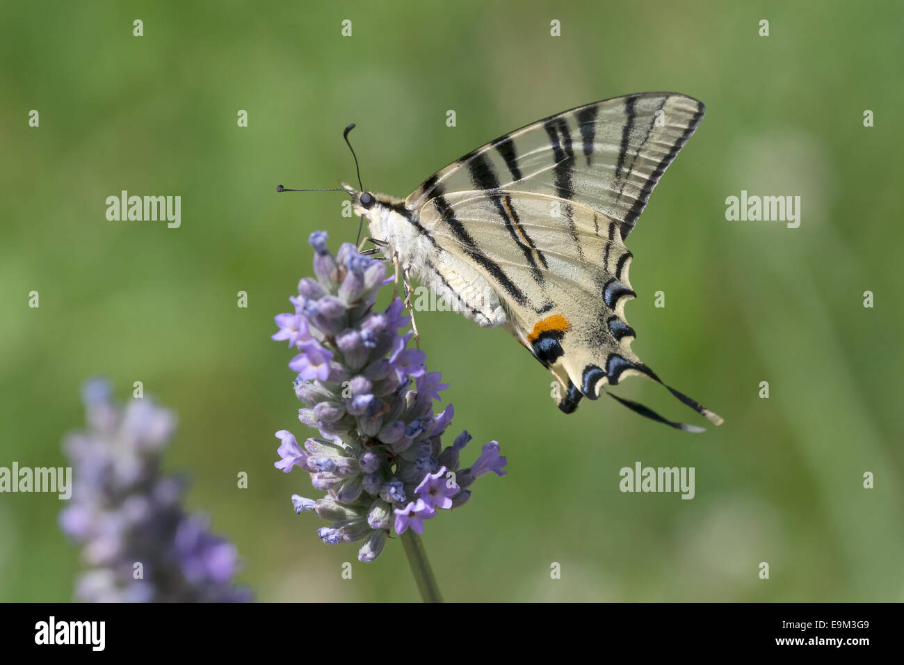 Butterfly iphiclides podalirius swallowtail hi-res stock photography ...