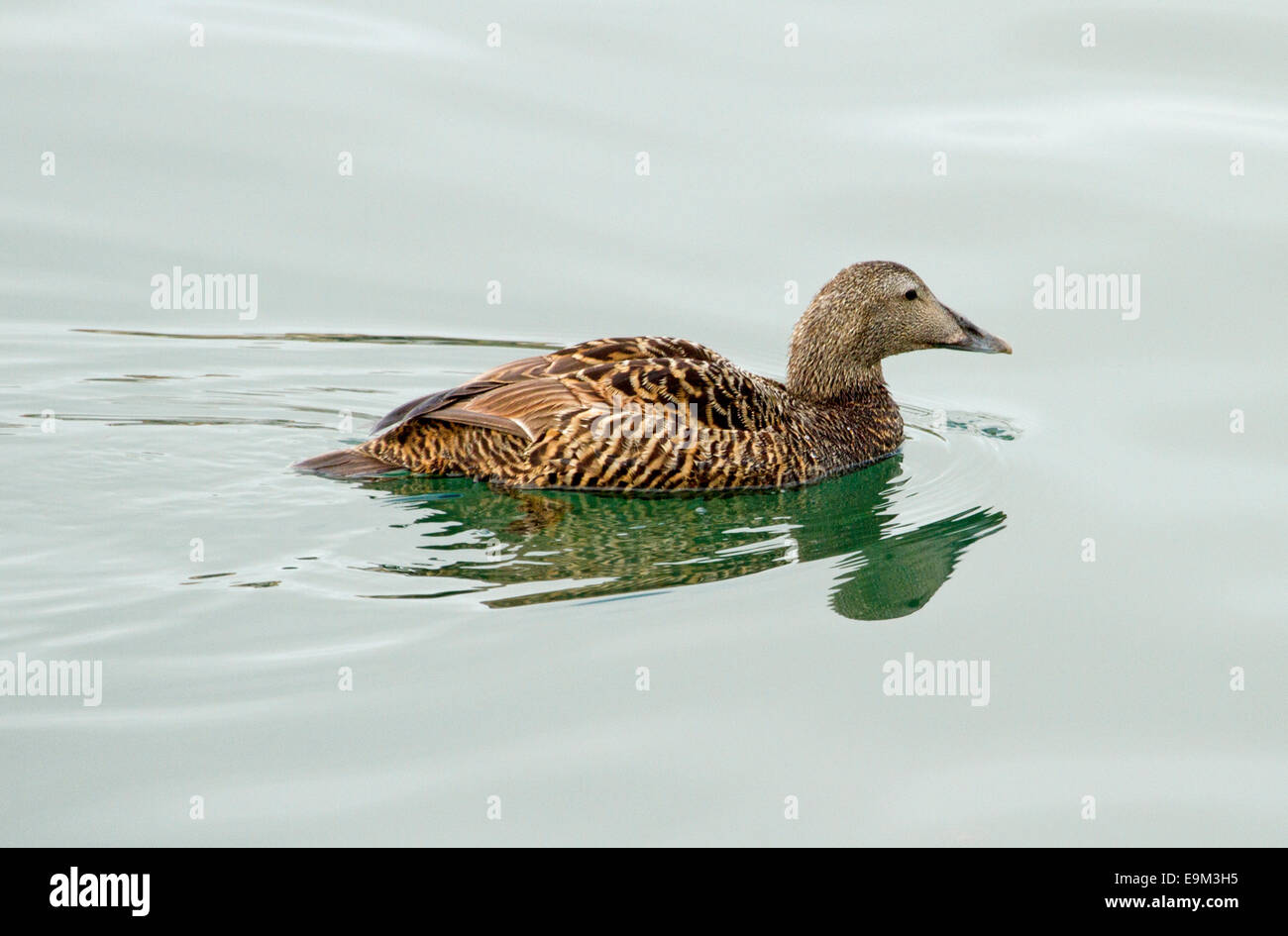 Female Eider duck, Somateria mollissima, paddling on calm blue water of ...