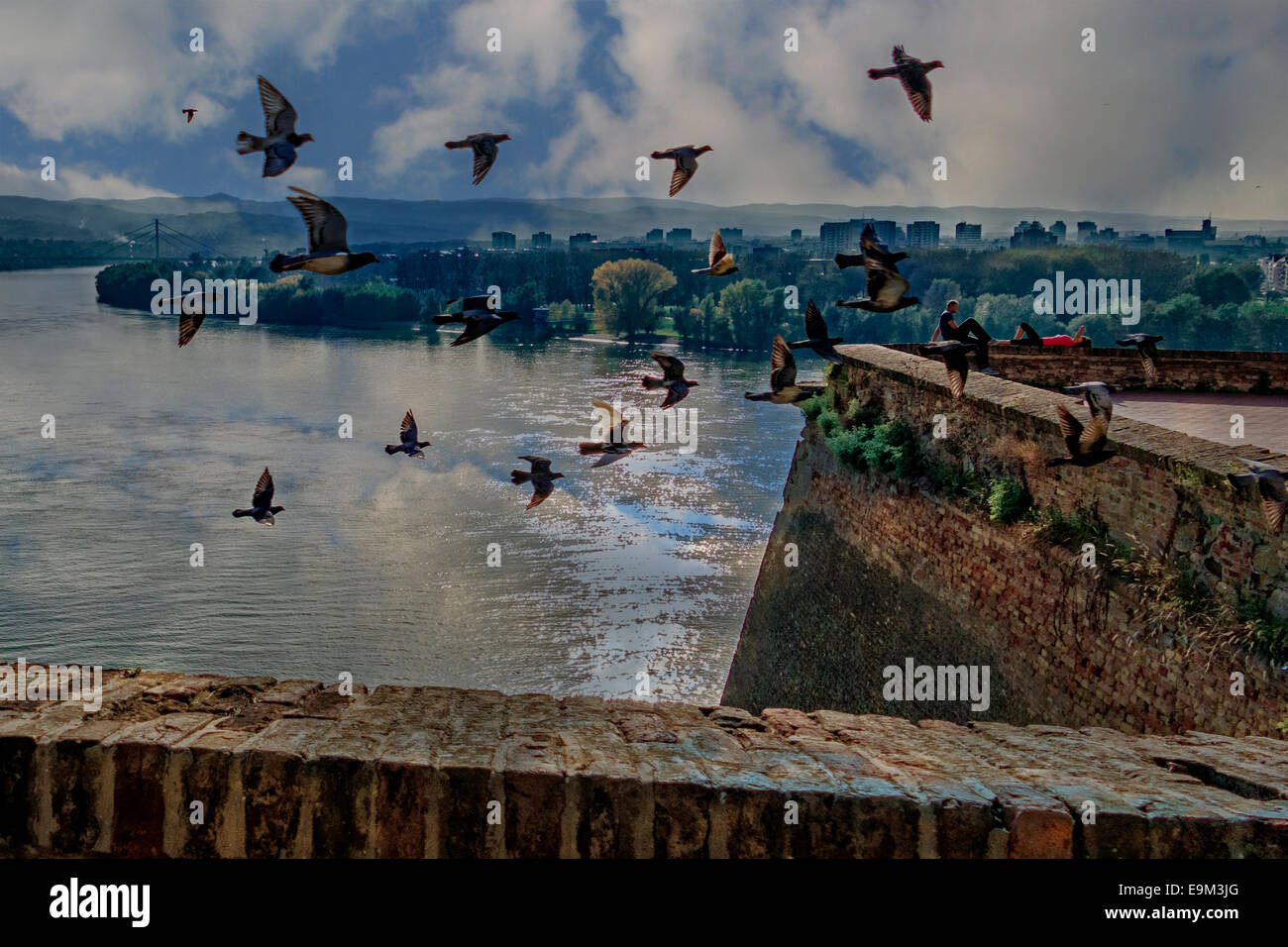 Bevy of birds and young resting on the walls of Petrovaradin fortress ...