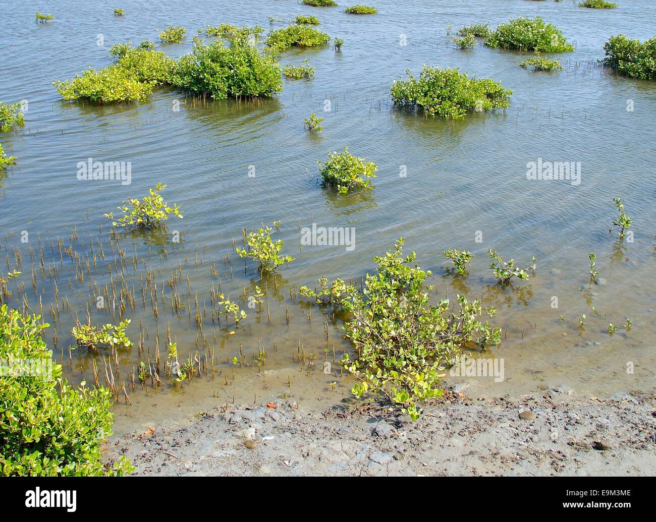 The wetland swamp near city in southern Taiwan Stock Photo - Alamy