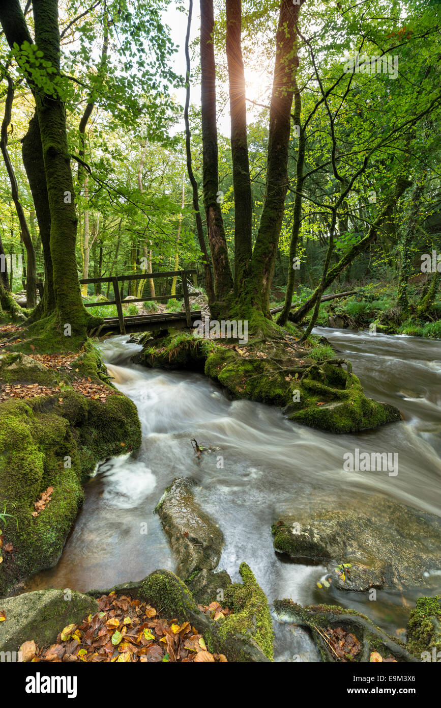 English woods hi-res stock photography and images - Alamy