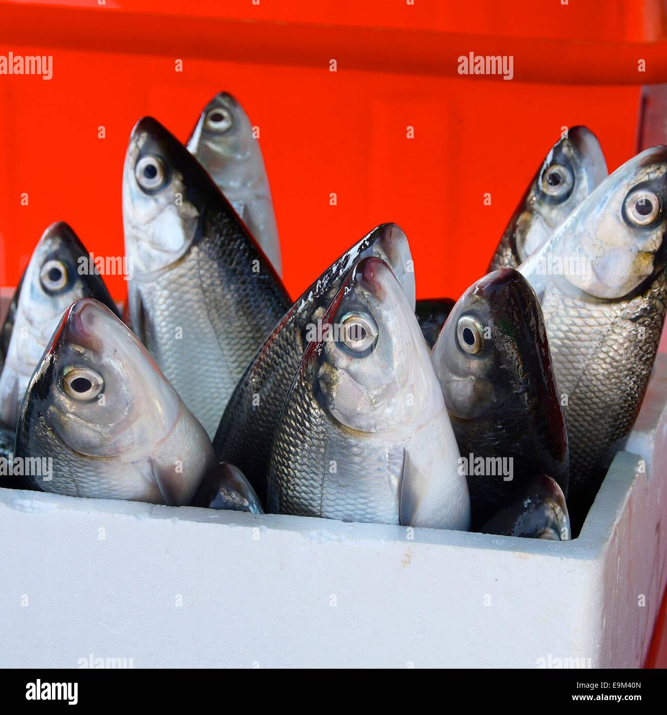 Milkfish hi-res stock photography and images - Alamy