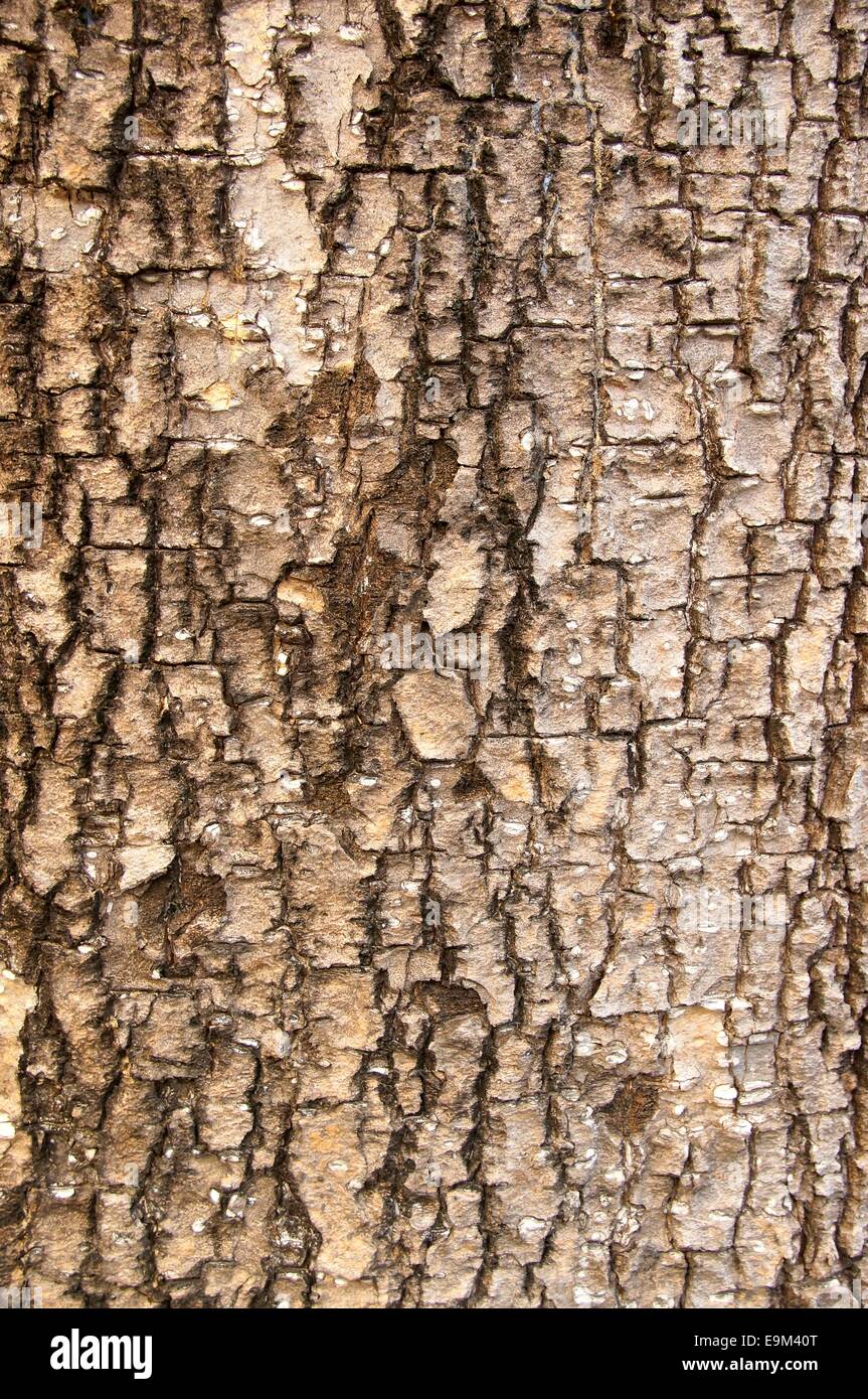 Weathered tree bark with cracks on closeup Stock Photo - Alamy