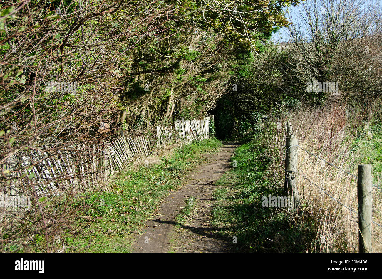 Footpath on St Catherine´s Point, Isle of Wight, UK Stock Photo - Alamy