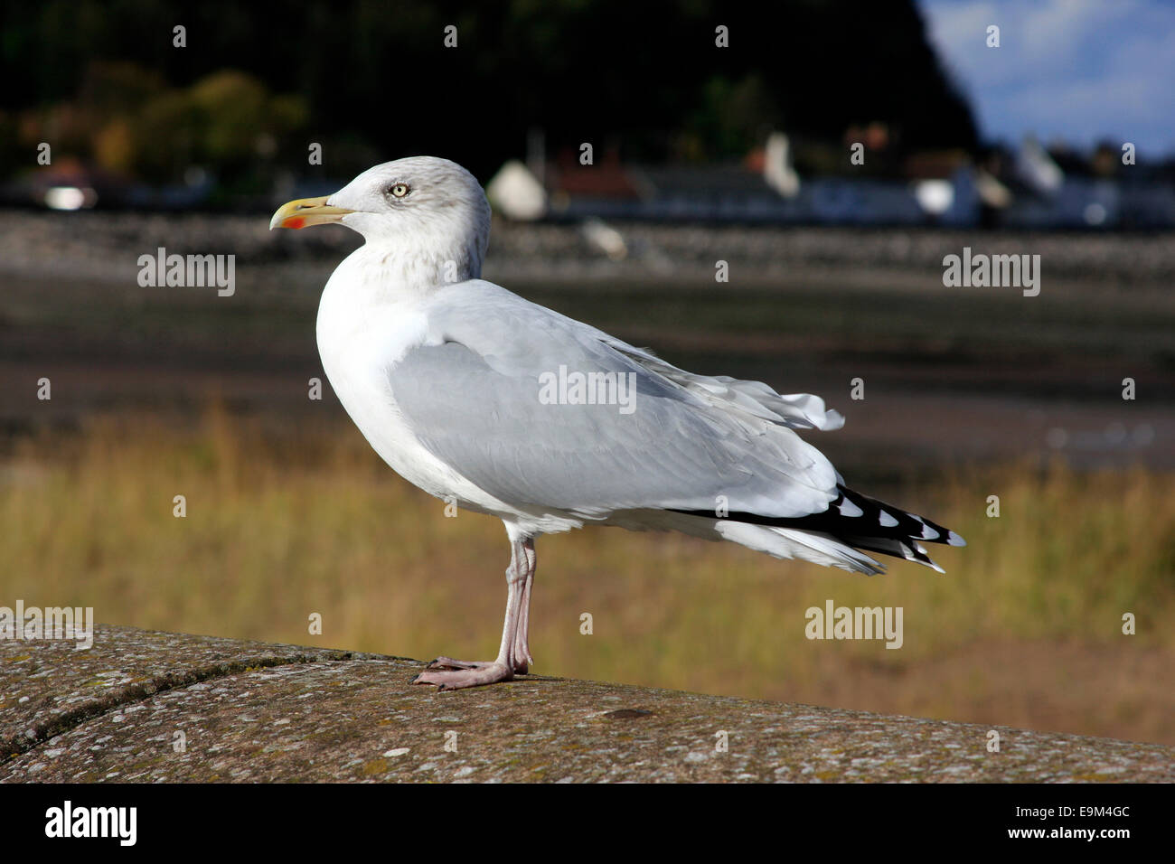 Seagull side view bird hi-res stock photography and images - Alamy