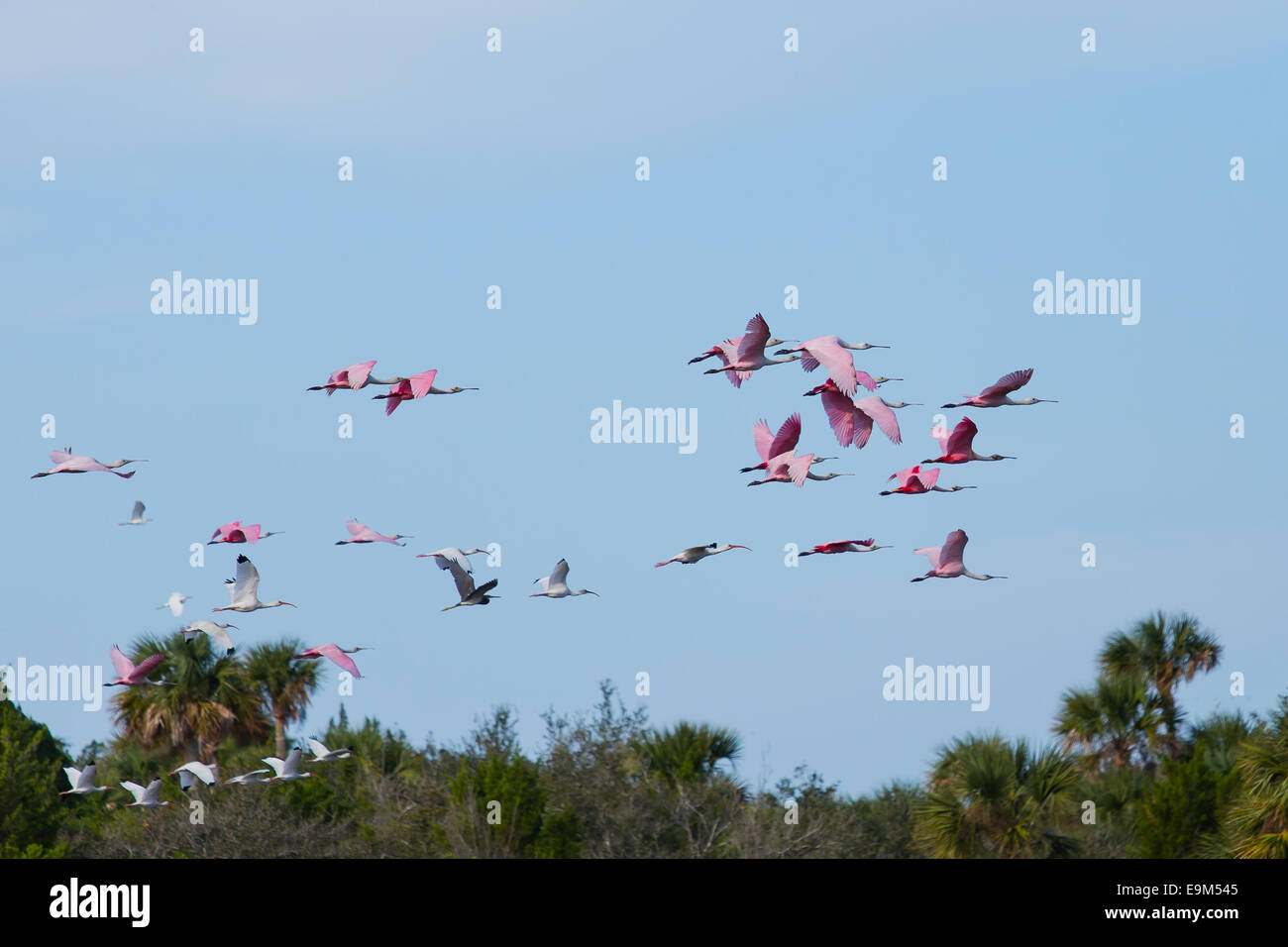 Pink herons hi-res stock photography and images - Alamy