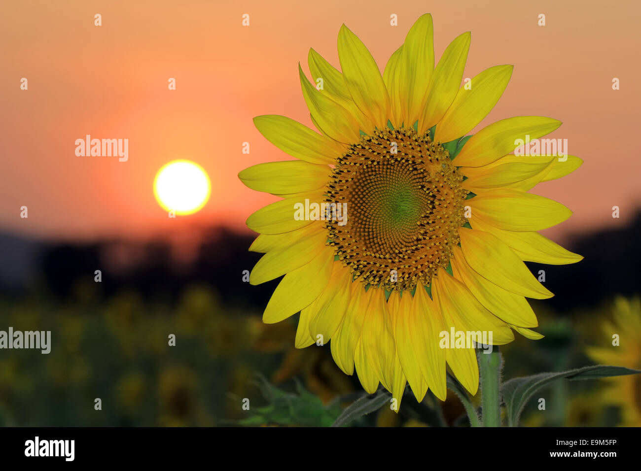 Beautiful Sunflower and the sun Stock Photo - Alamy