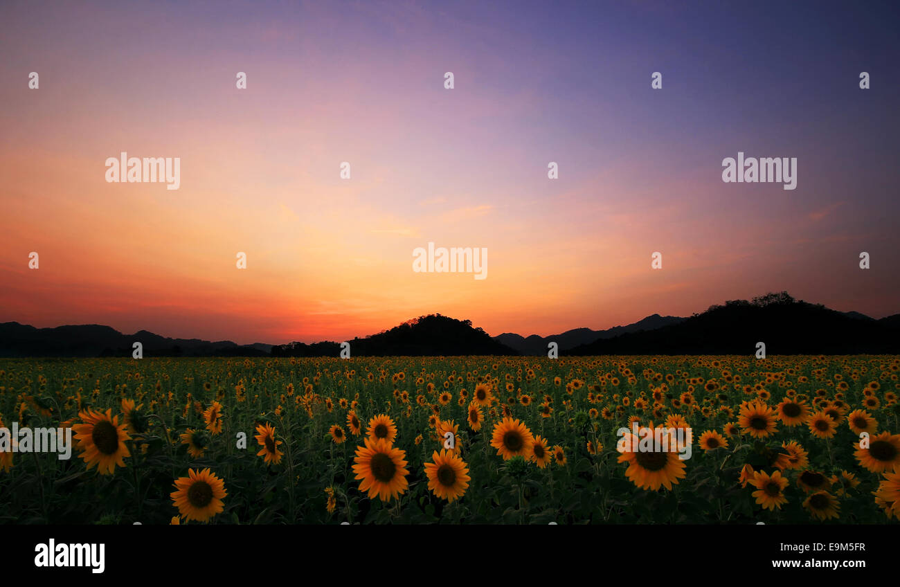 Blooming sunflower against the beautiful sky background Stock Photo - Alamy