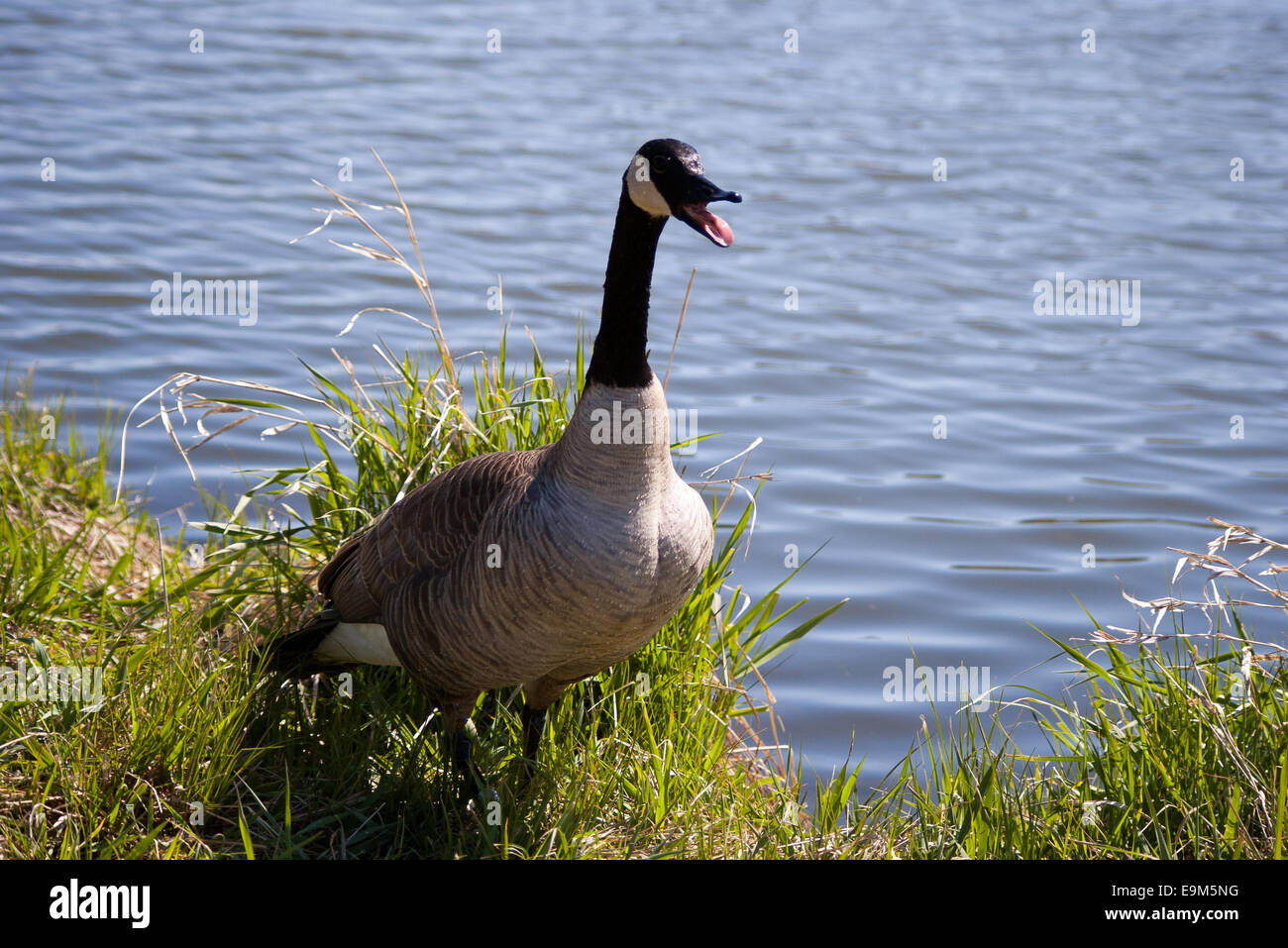 Giant canada goose hi-res stock photography and images - Alamy
