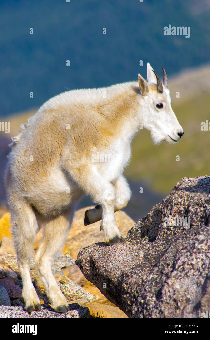 Mountain goat wool hi-res stock photography and images - Alamy