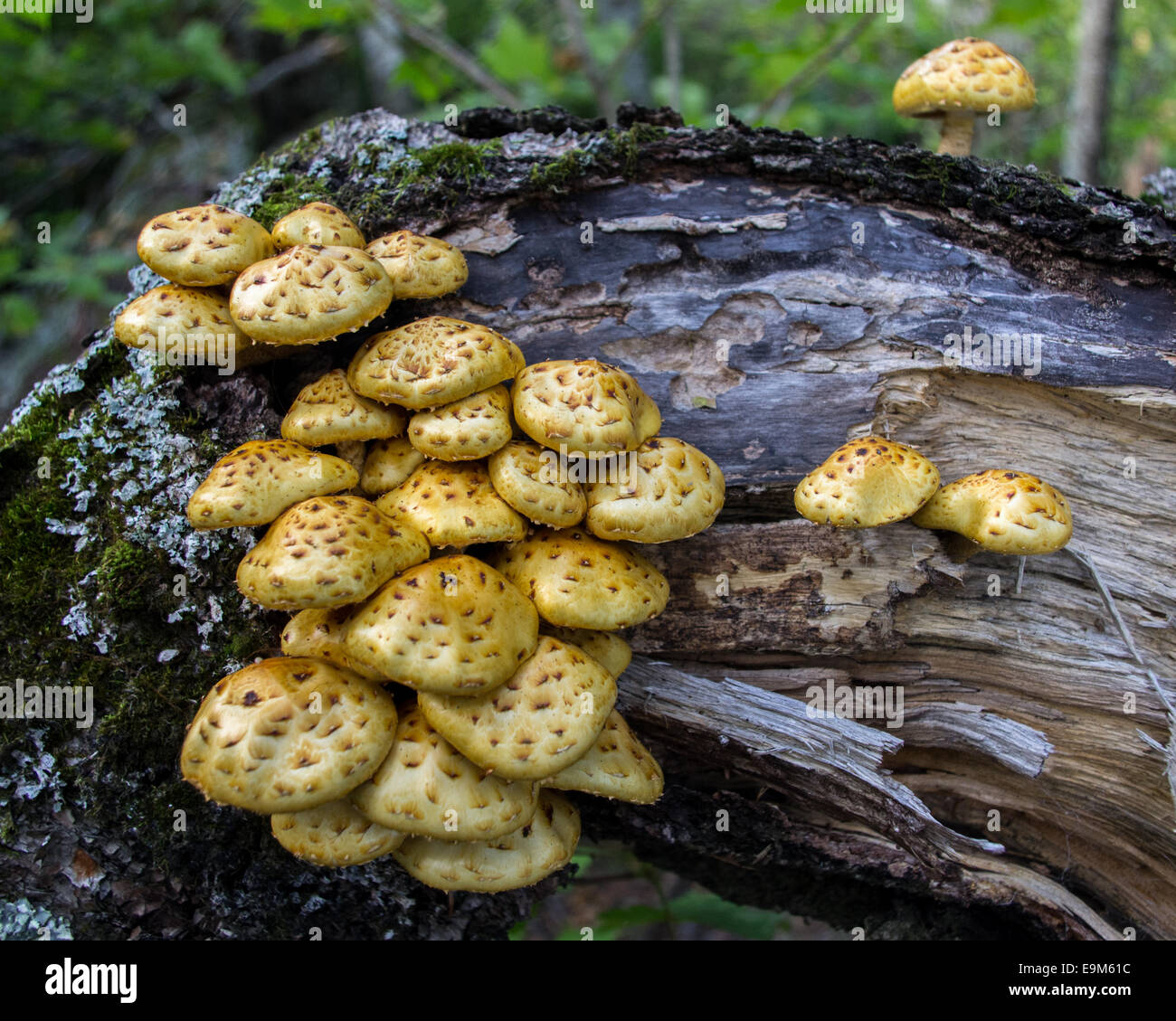 Mushrooms on a Log Stock Photo - Alamy