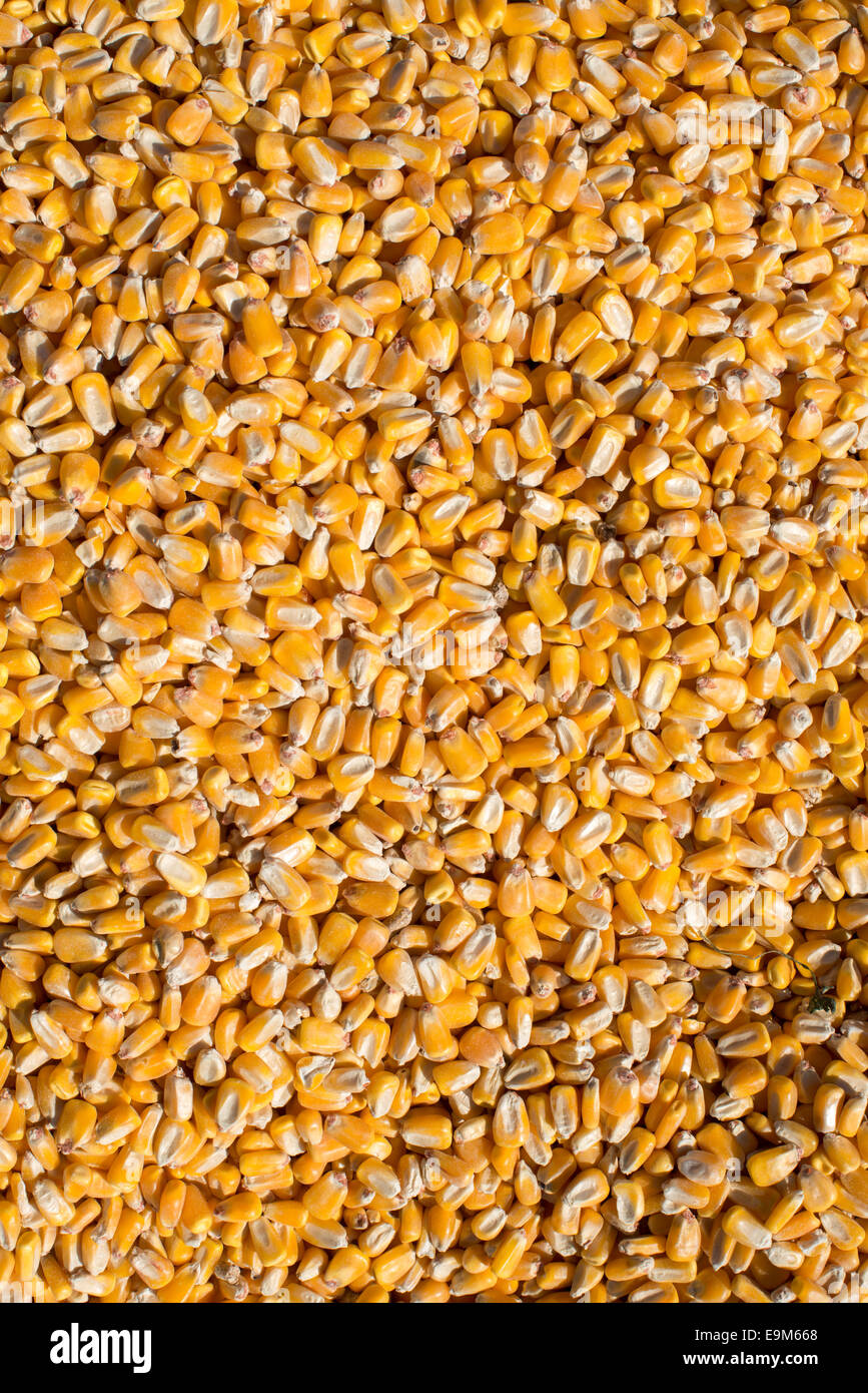 Close-up view of yellow corn kernels, showcasing the texture and ...