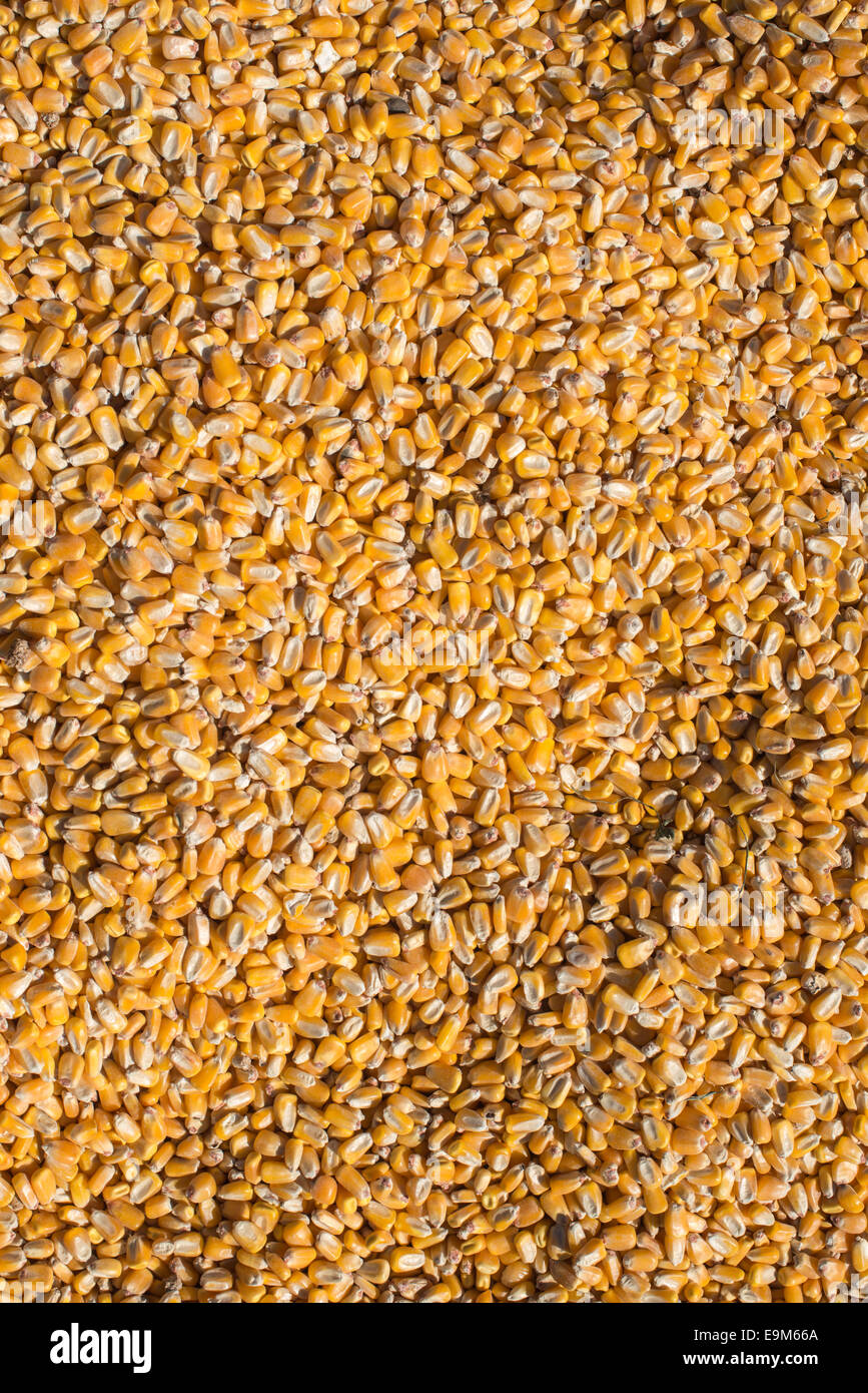 Corn kernels close up photos hi-res stock photography and images - Alamy