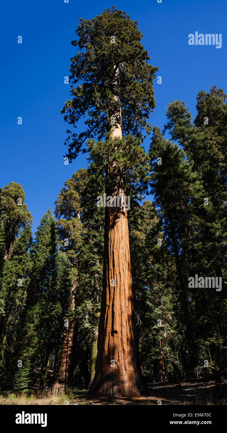 Sequoia tree hi-res stock photography and images - Alamy