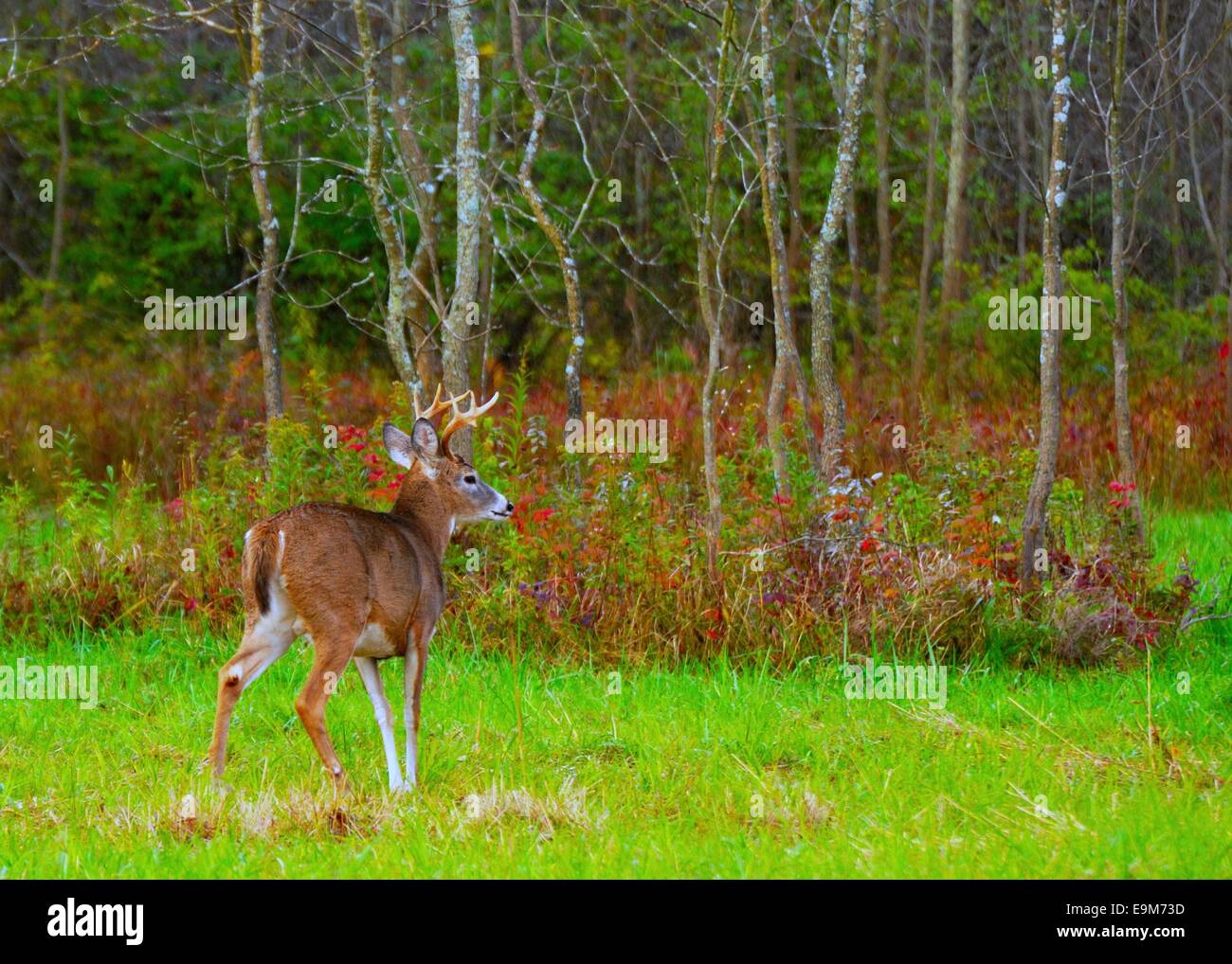 Whitetail Deer Buck standing in a field Stock Photo - Alamy