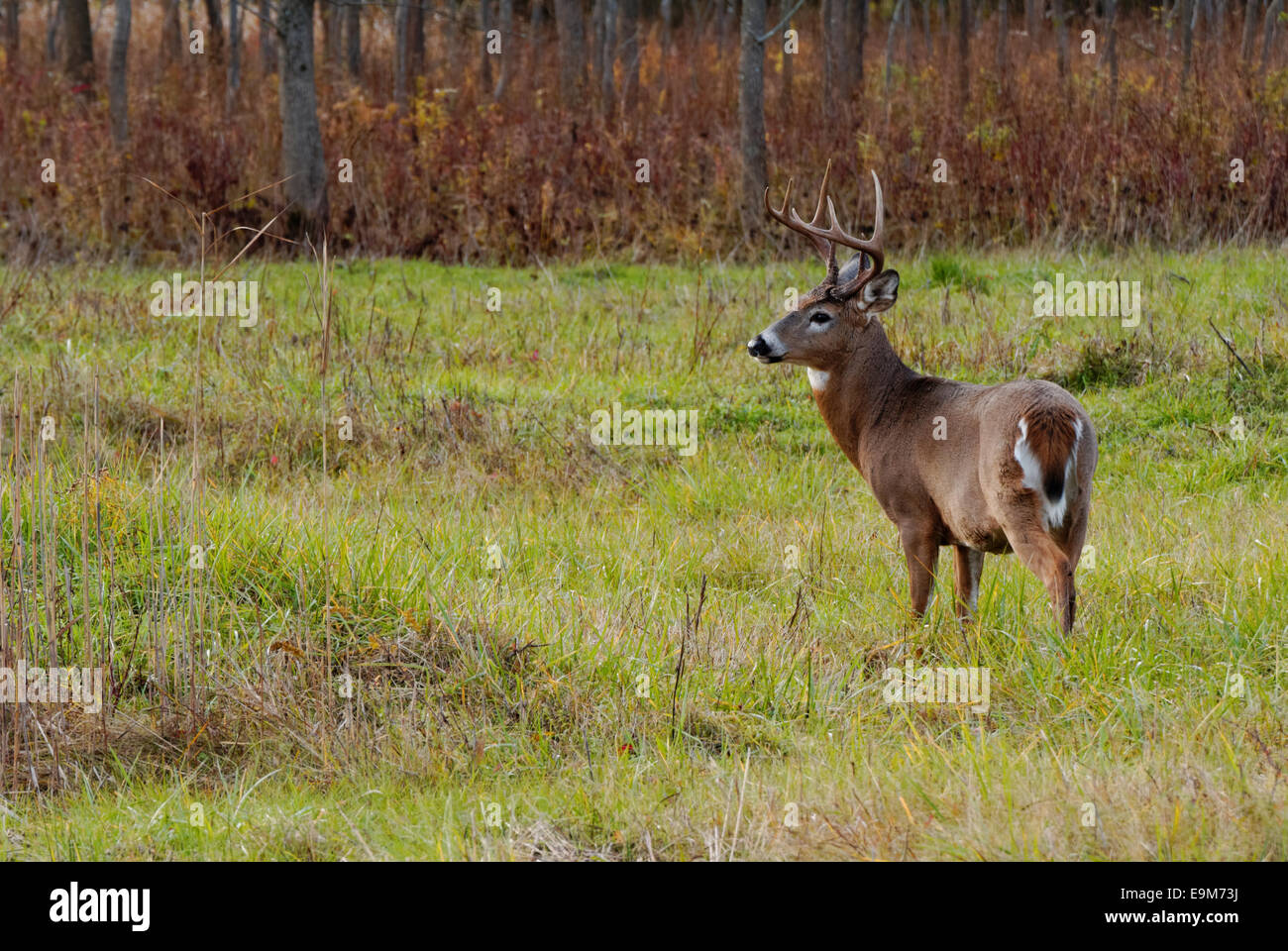 Whitetail Deer Buck standing in a field Stock Photo - Alamy
