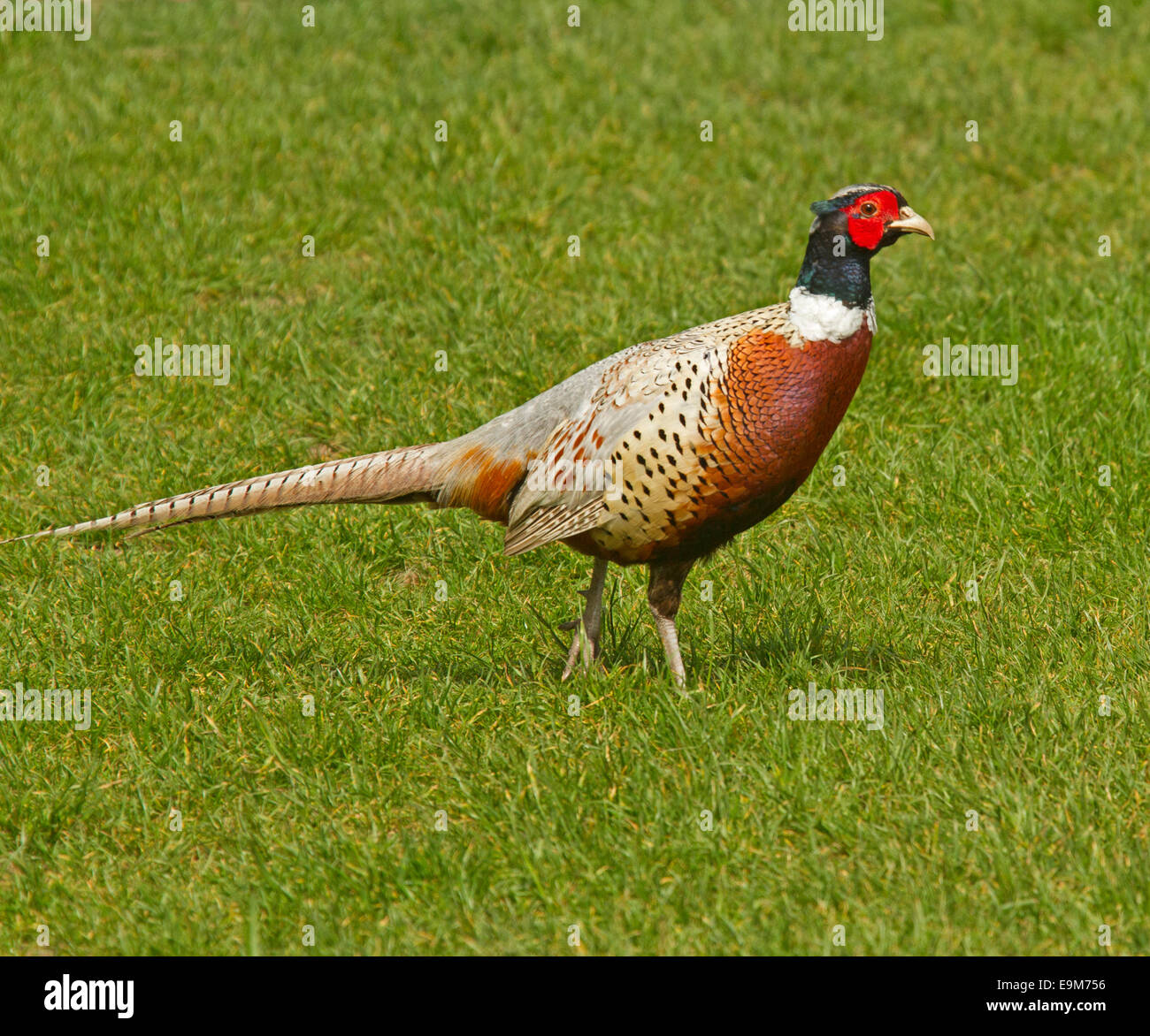 Male common ring necked pheasant ,Phasianus colchicus, with long tail ...