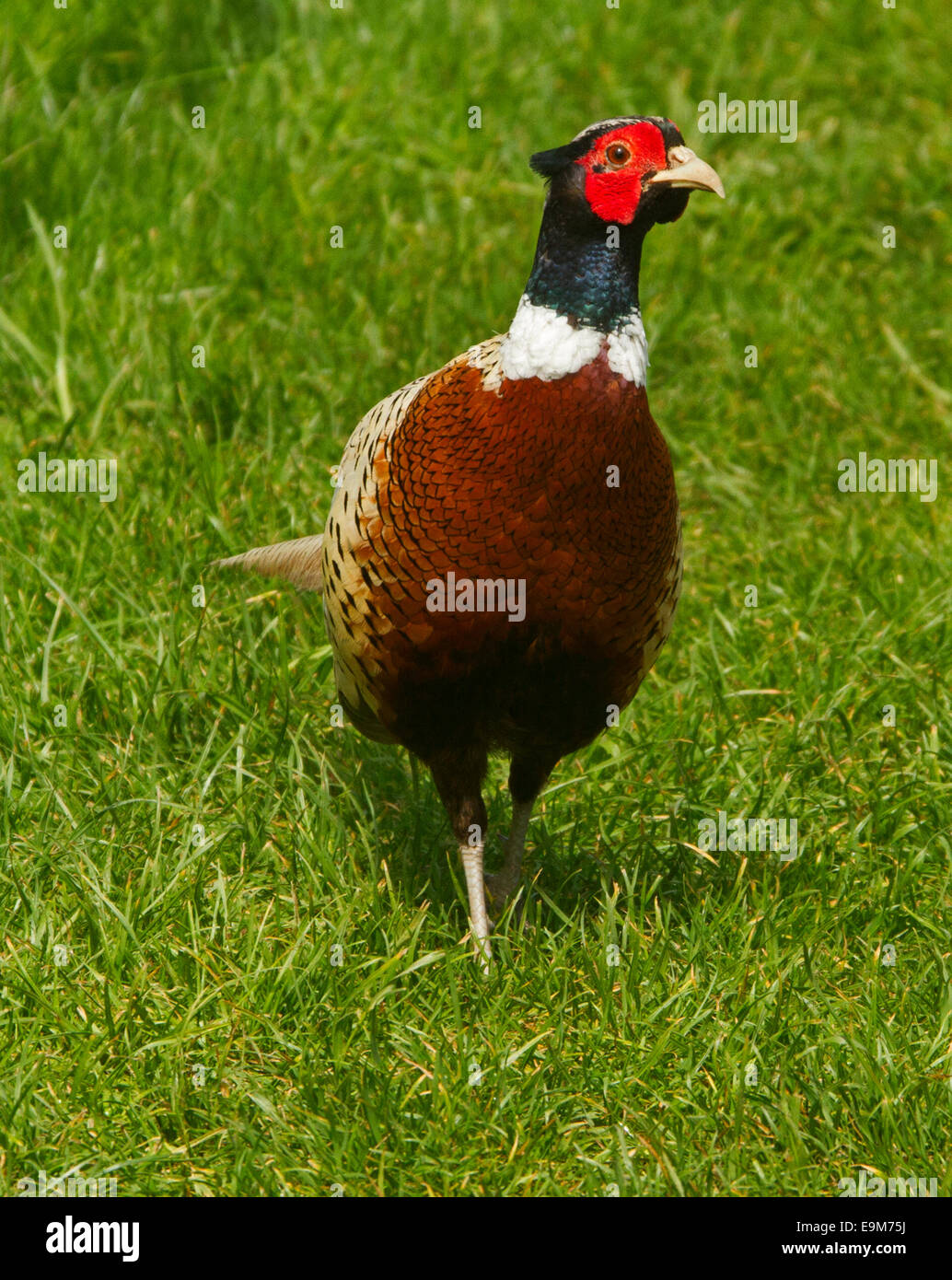 Male common ring necked pheasant Phasianus colchicus with bright red ...