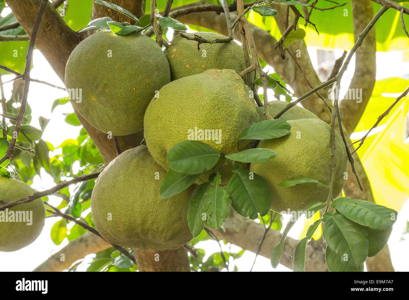 Fresh pomelo hi-res stock photography and images - Alamy