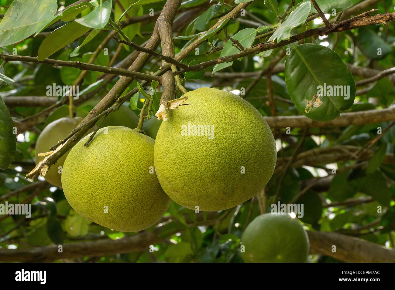 Pomelo fruits hi-res stock photography and images - Alamy