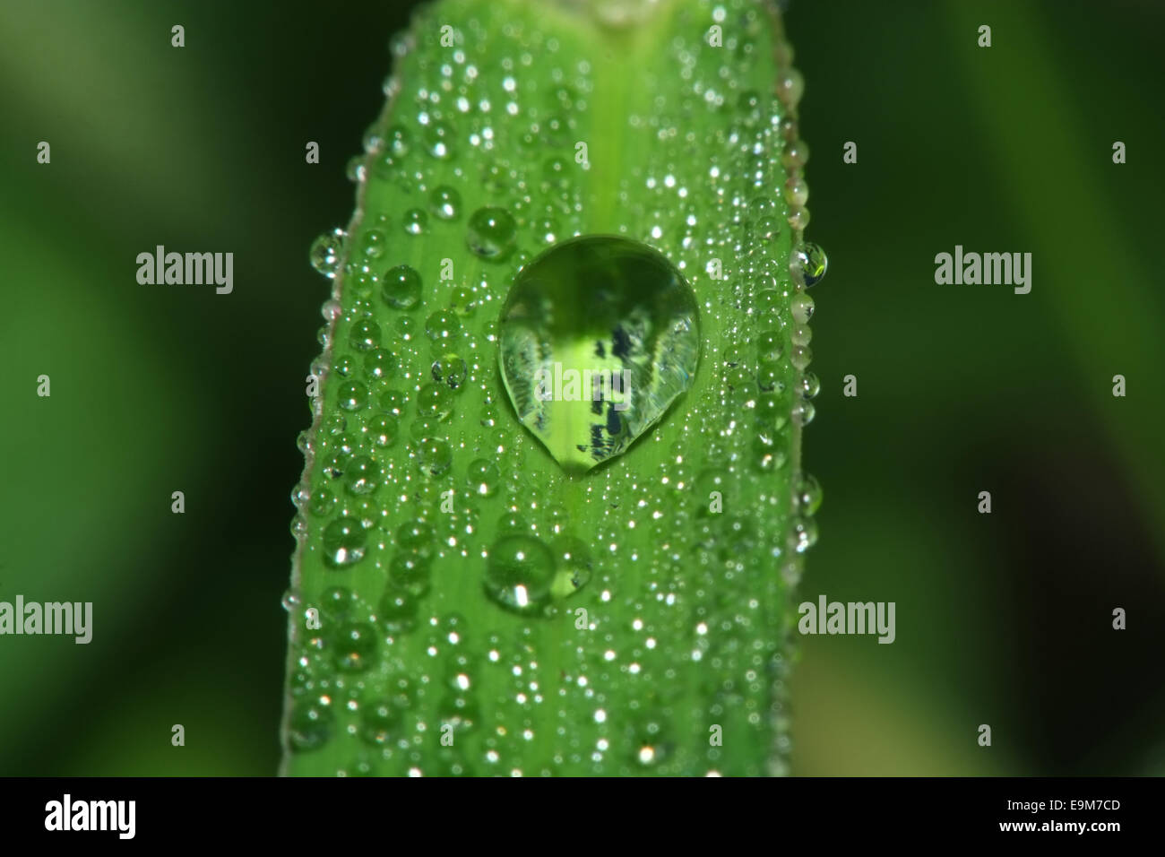 leaf water drop at the tip on Green background Stock Photo - Alamy
