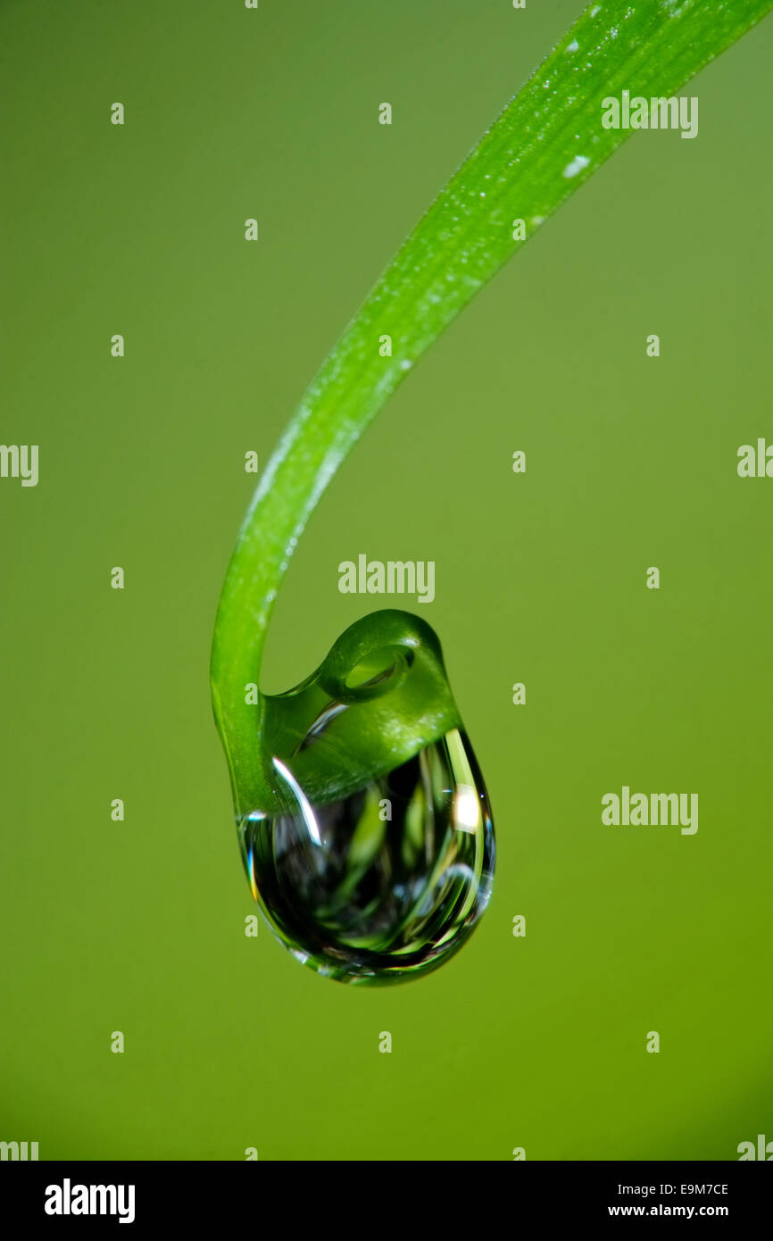 leaf water drop at the tip on Green background Stock Photo - Alamy