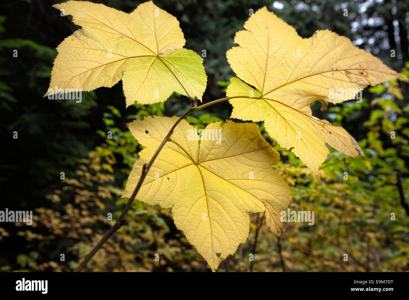 Three vine maple leaves Stock Photo - Alamy