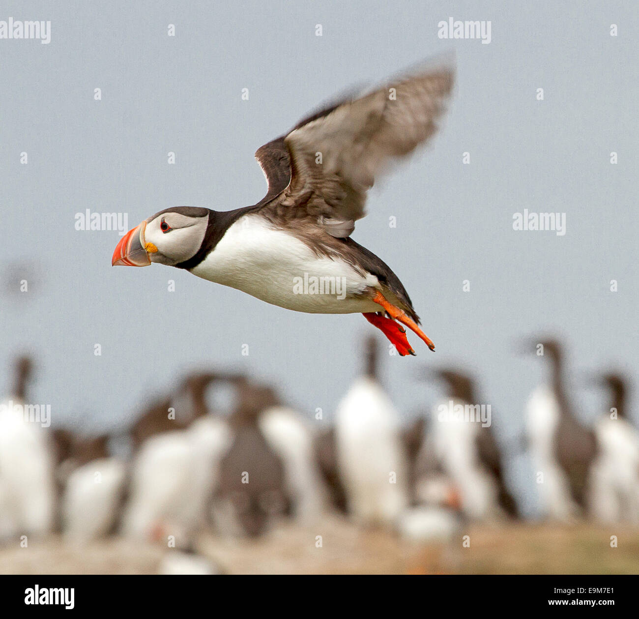 Legs in the air feet in the air hi-res stock photography and images - Alamy