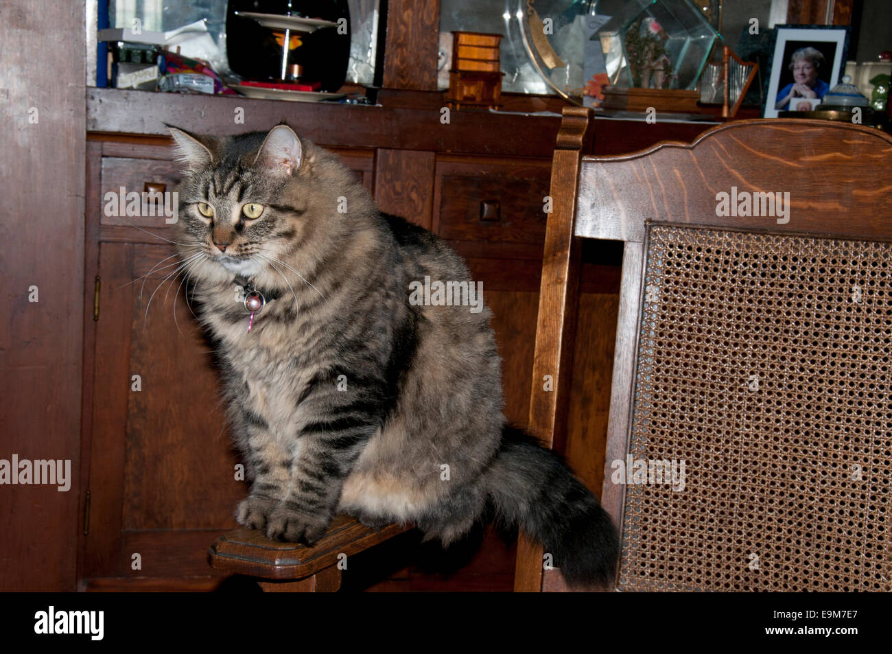 Maine Coon Cat sitting on arm of chair Stock Photo - Alamy
