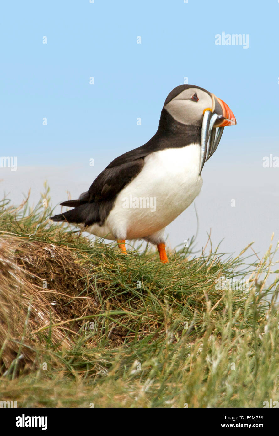 Puffin red beak hi-res stock photography and images - Alamy