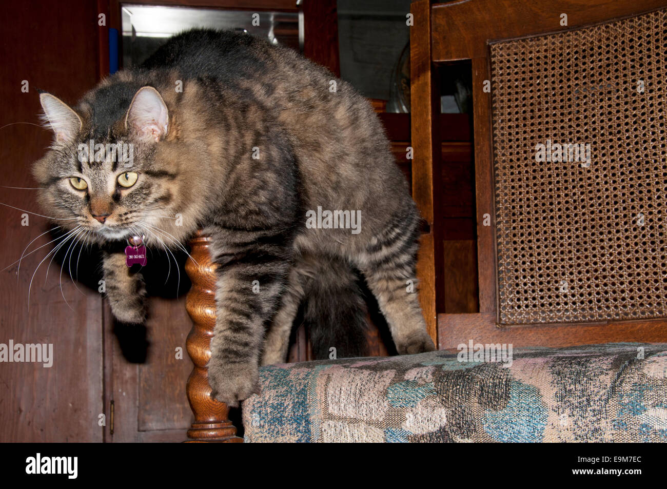 Maine Coon Cat lying on arm of chair Stock Photo - Alamy