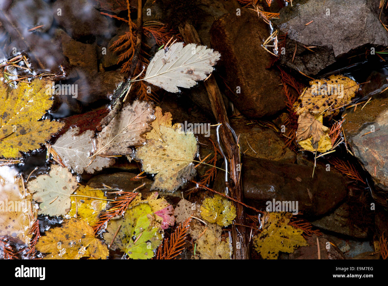 Floating autumn leaves Stock Photo - Alamy