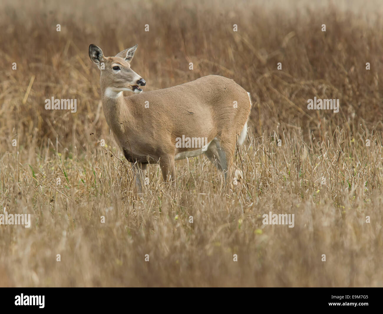 Deer in the refuge Stock Photo - Alamy