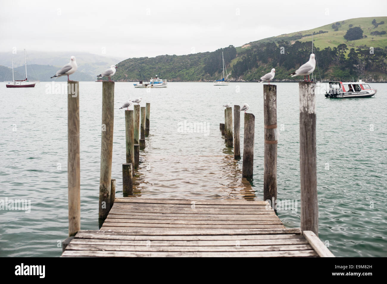 Flooded jetty, Akaroa Stock Photo - Alamy