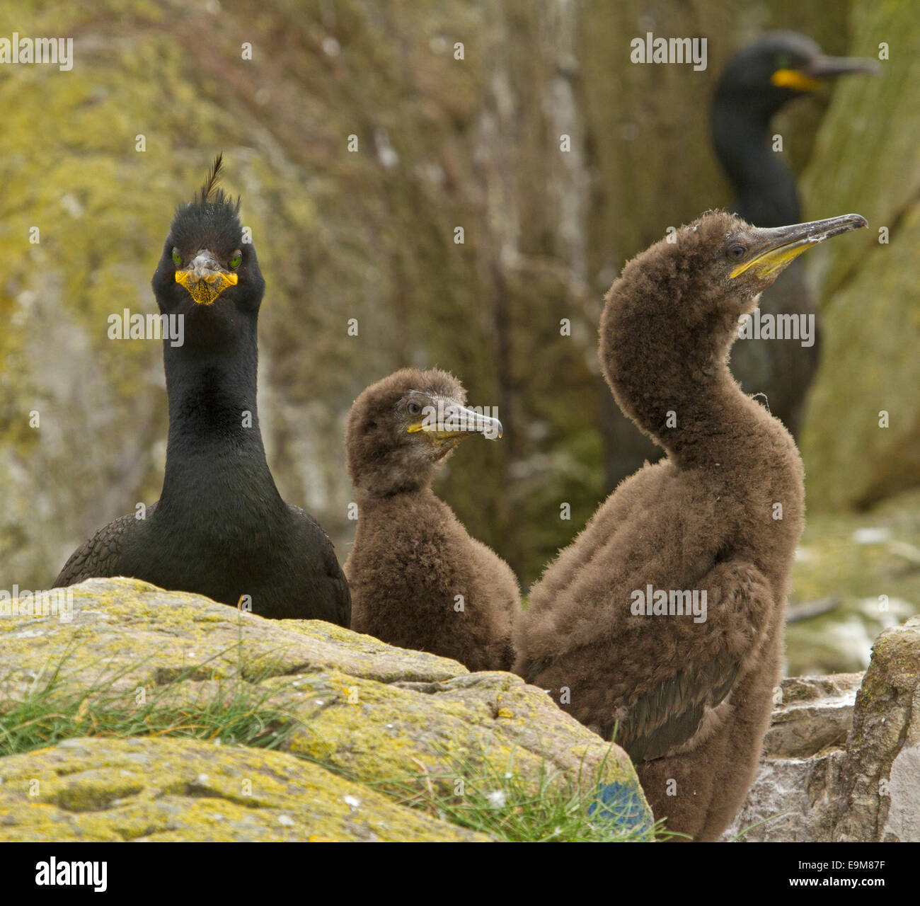 Baby cormorants hi-res stock photography and images - Alamy