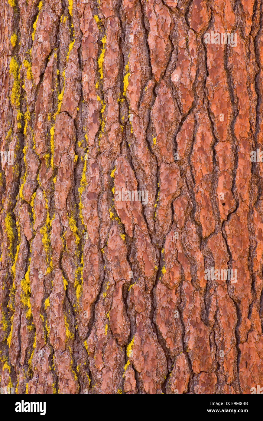 Pinus lambertiana sugar pine tree hi-res stock photography and images ...