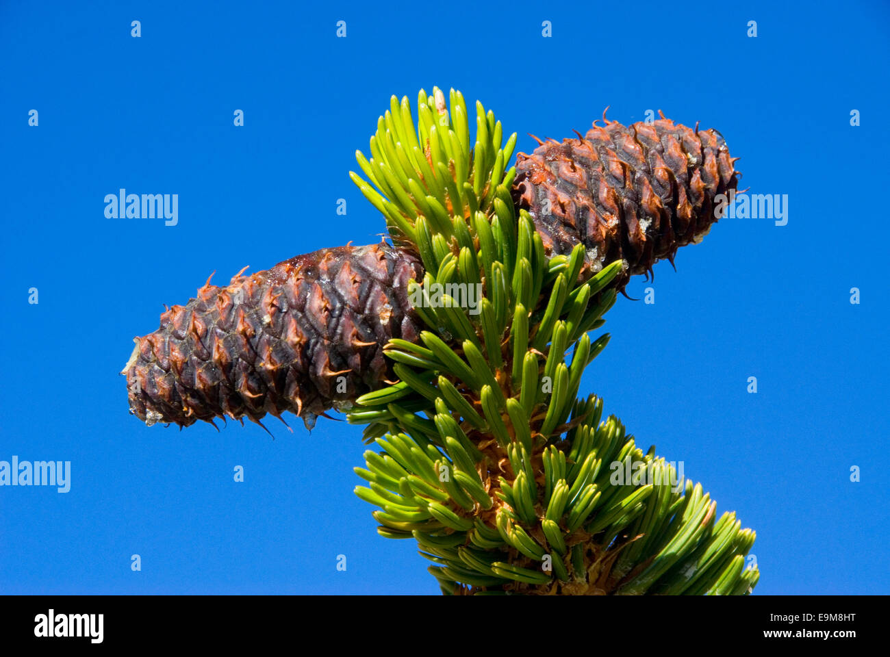 Bristlecone Pine Cone