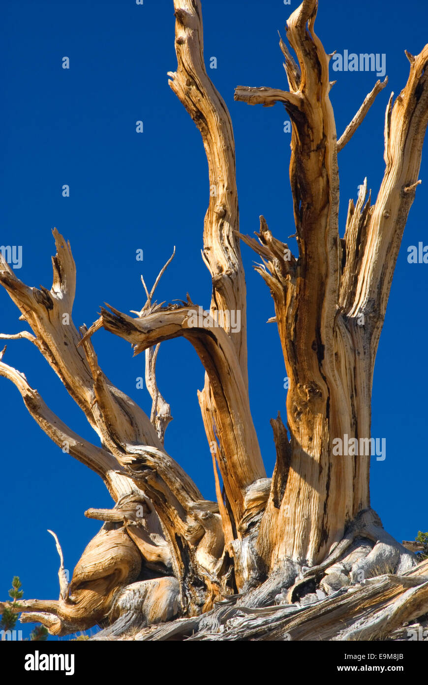 Bristlecone pine at Patriarch Grove, Ancient Bristlecone Pine Forest ...