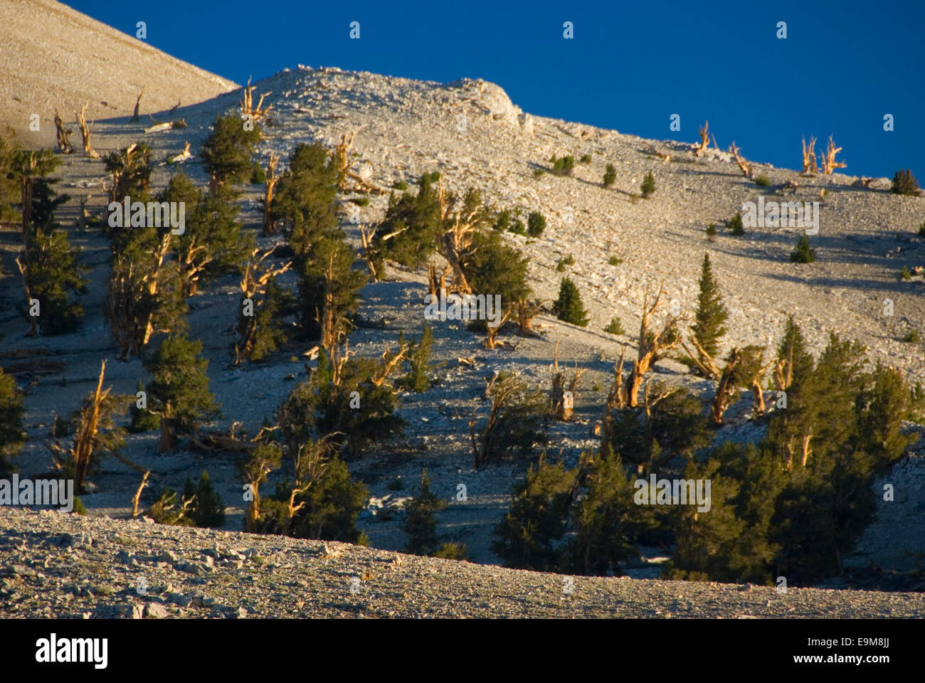 Patriarch Grove, Ancient Bristlecone Pine Forest, Ancient Bristlecone ... Patriarch Grove, Ancient Bristlecone Pine Forest, Ancient Bristlecone ...