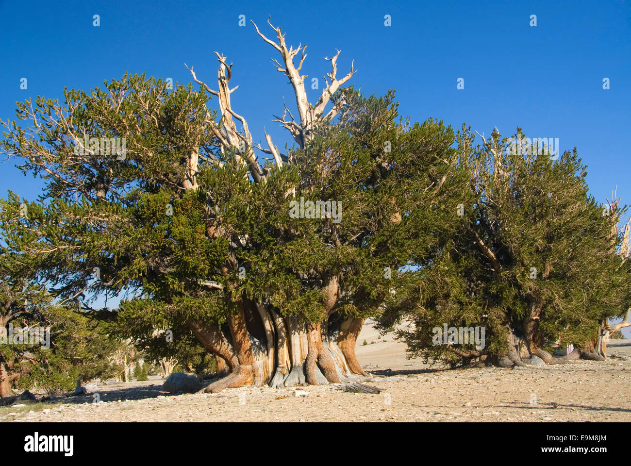 Patriarch Tree, Ancient Bristlecone Pine Forest, Ancient Bristlecone ... Patriarch Tree, Ancient Bristlecone Pine Forest, Ancient Bristlecone ...