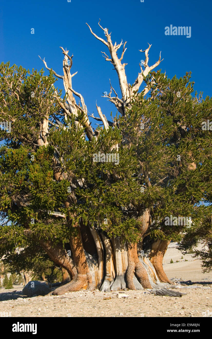 Patriarch Tree, Ancient Bristlecone Pine Forest, Ancient Bristlecone ... Patriarch Tree, Ancient Bristlecone Pine Forest, Ancient Bristlecone ...