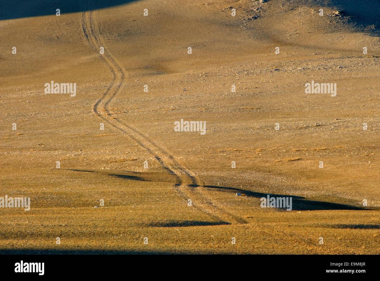 Two-track on White Mountain, Inyo National Forest, California Stock ...