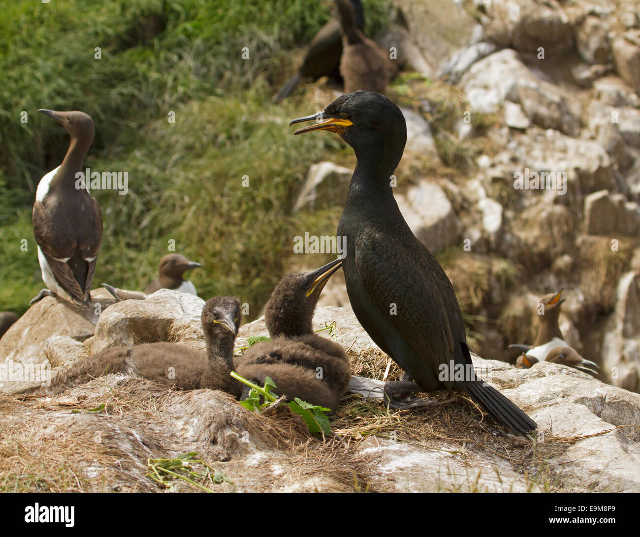 Shag / cormorant Phalacrocorax aristotelis on rocks by nest with two ...